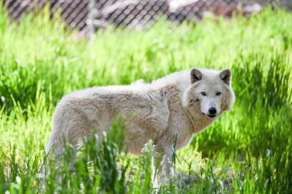 Shop Wolf Gifts | Bearizona – Shop Bearizona